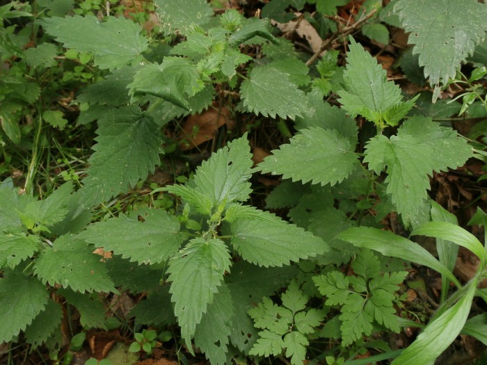 Ortiga-¿para-qué-sirve. - Cuidasdeti.com